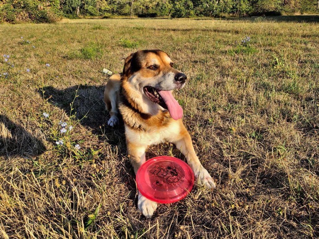 9 best frisbees for dogs compared ᐅ Dog frisbee test